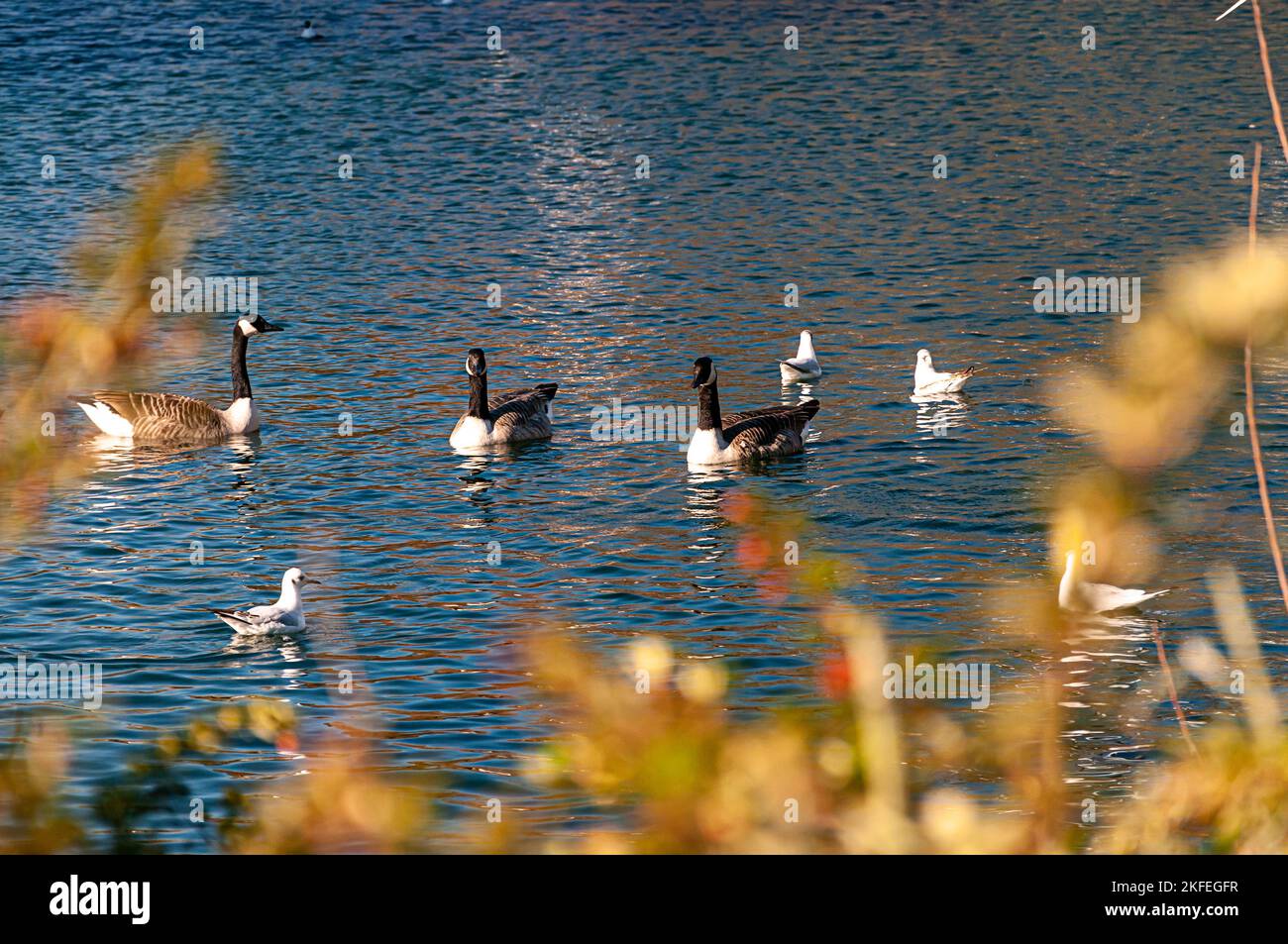 Ducks in a park in Wolverhampton, West Midlands, England. Sunny spring ...