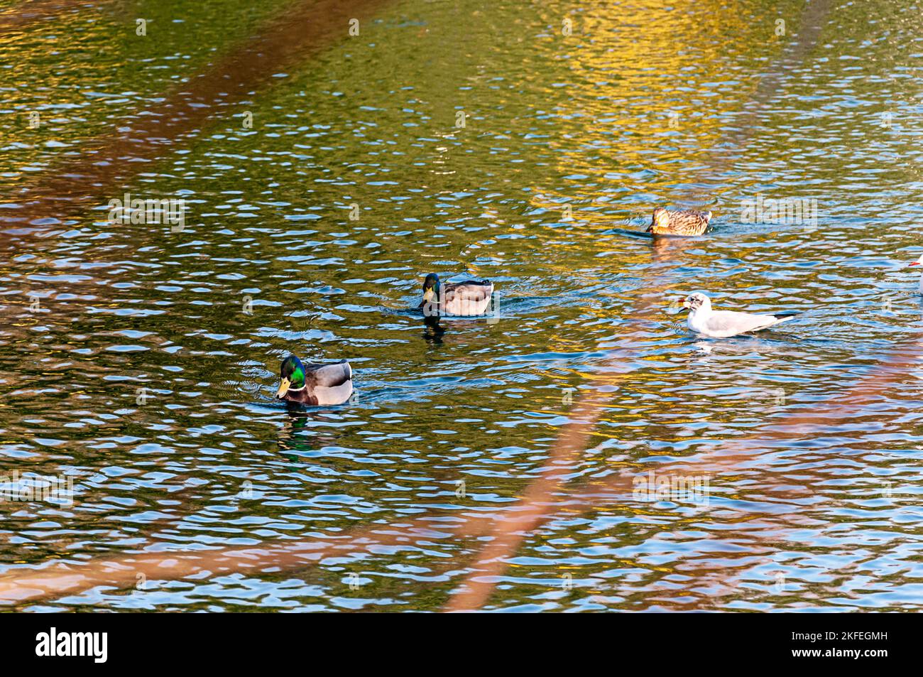Ducks in a park in Wolverhampton, West Midlands, England. Sunny spring ...