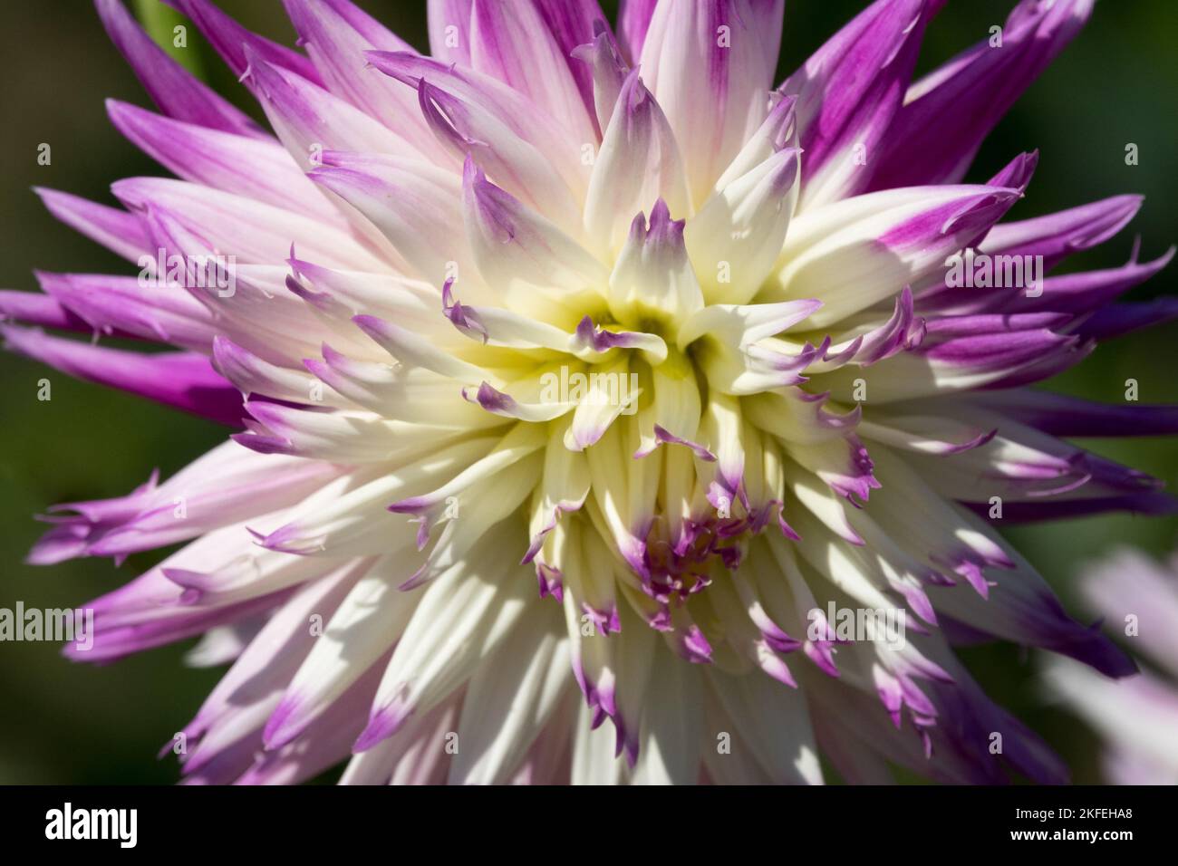White Purple Dahlia "Veritable", Dahlia Flower Stock Photo - Alamy