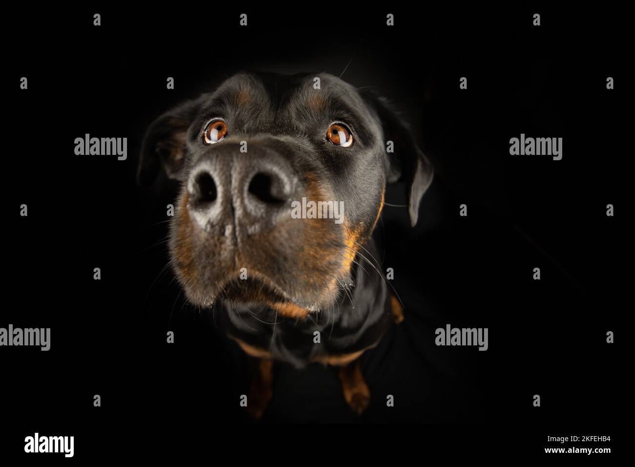 Distorted dog head hi-res stock photography and images - Alamy