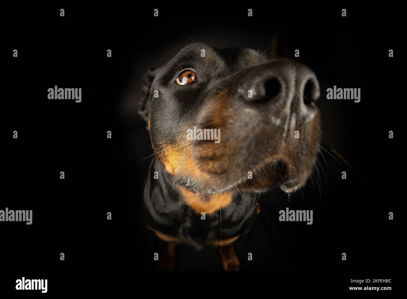 Distorted dog head hi-res stock photography and images - Alamy