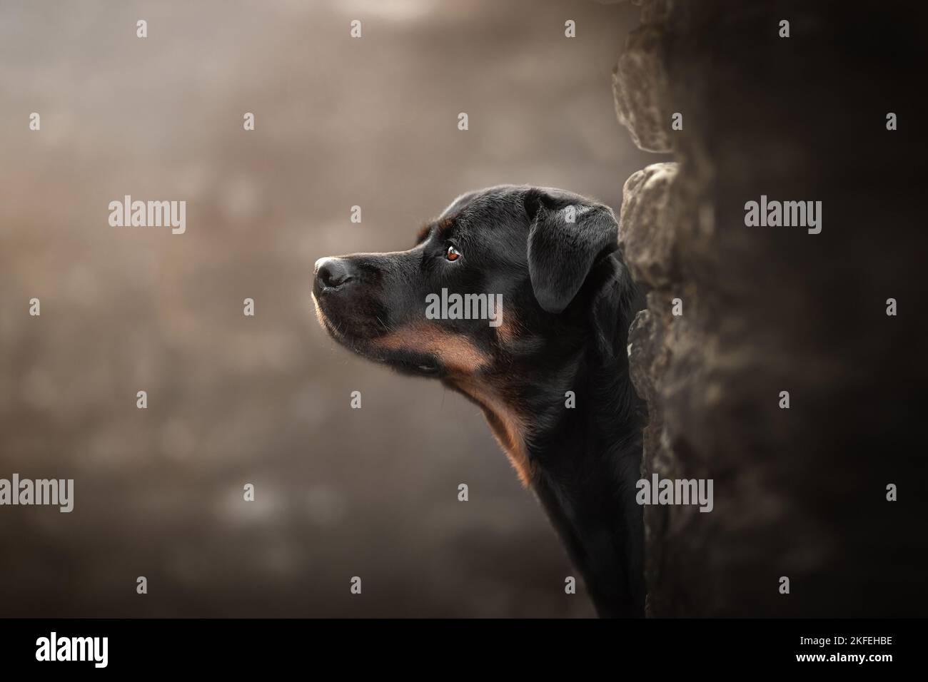 Rottweiler side profile of head hi-res stock photography and images - Alamy