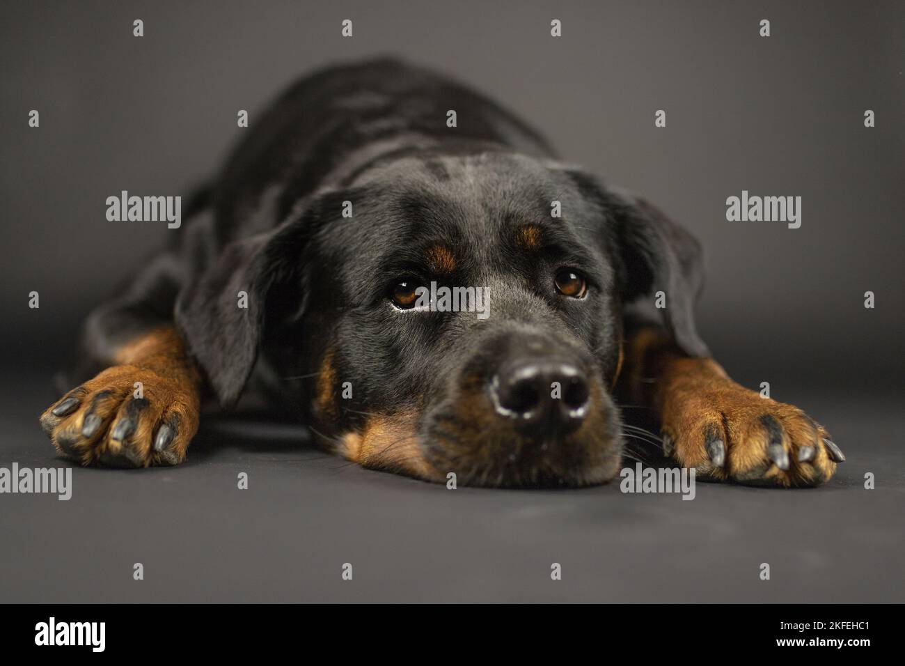 Rottweiler lying down hi-res stock photography and images - Alamy