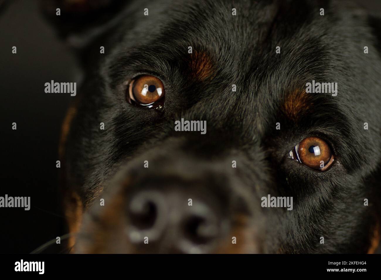 Eyes highlight hi-res stock photography and images - Alamy