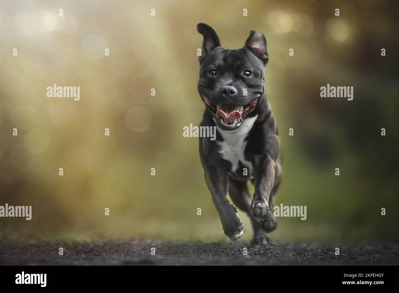 running Staffordshire Bullterrier Stock Photo - Alamy