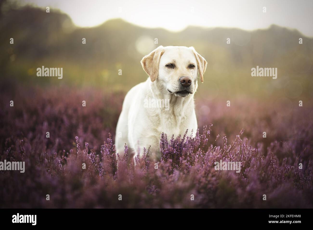 Blonde cue hi-res stock photography and images - Alamy