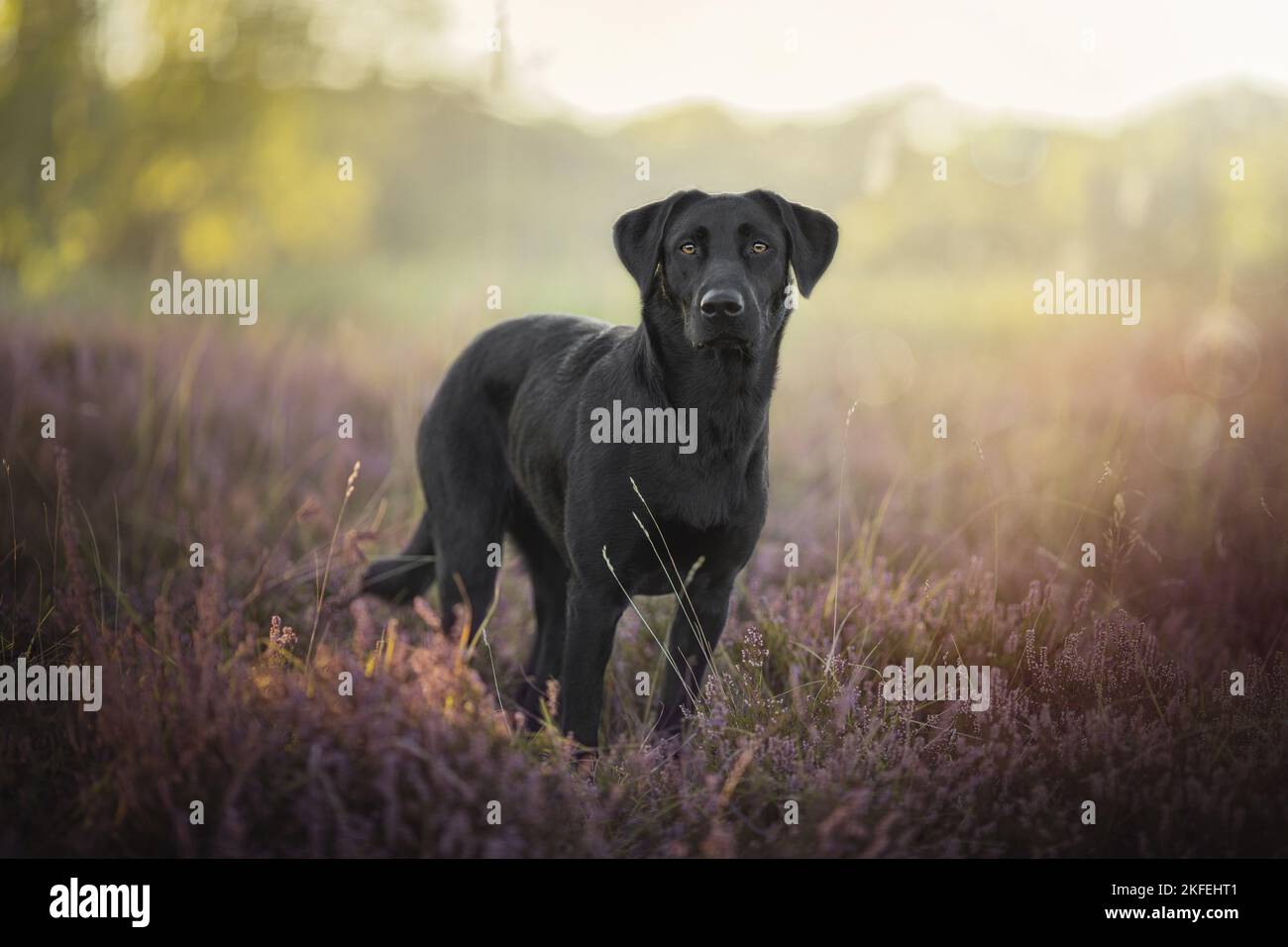 Black labrador sunset hi-res stock photography and images - Alamy