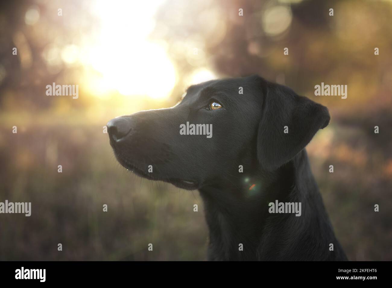 Black labrador sunset hi-res stock photography and images - Alamy