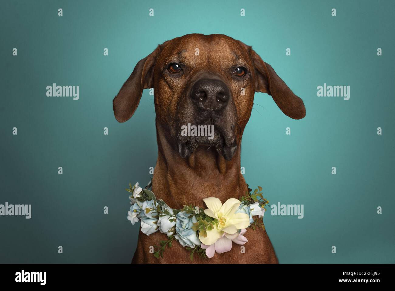 Lion head necklace hi-res stock photography and images - Alamy