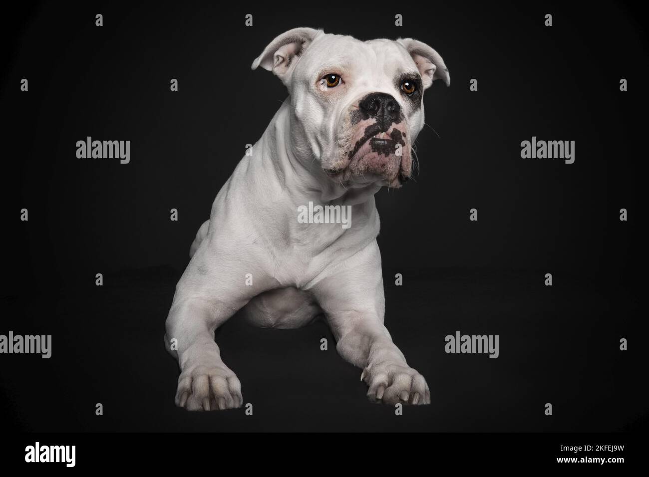 American Bulldog in front of black background Stock Photo - Alamy