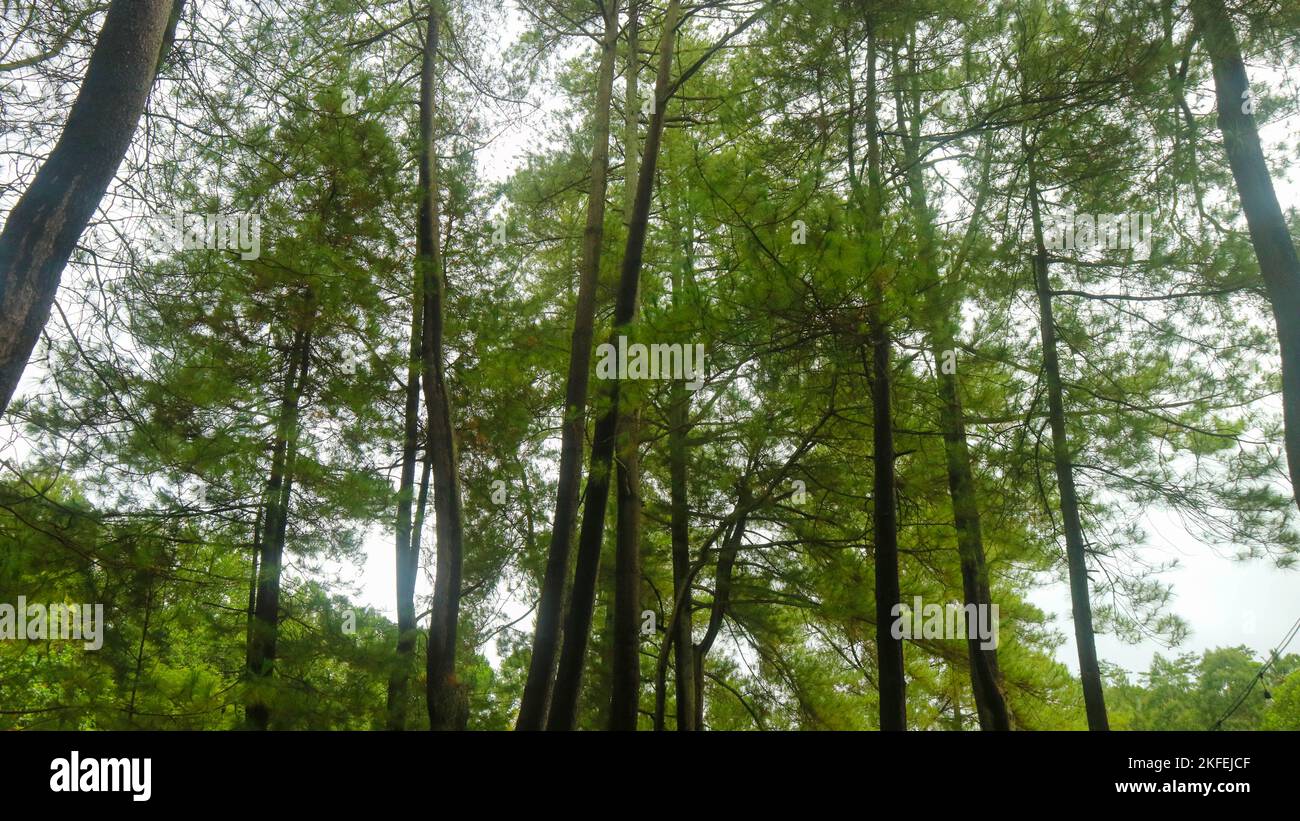 beautiful pine tree seen from below Stock Photo - Alamy