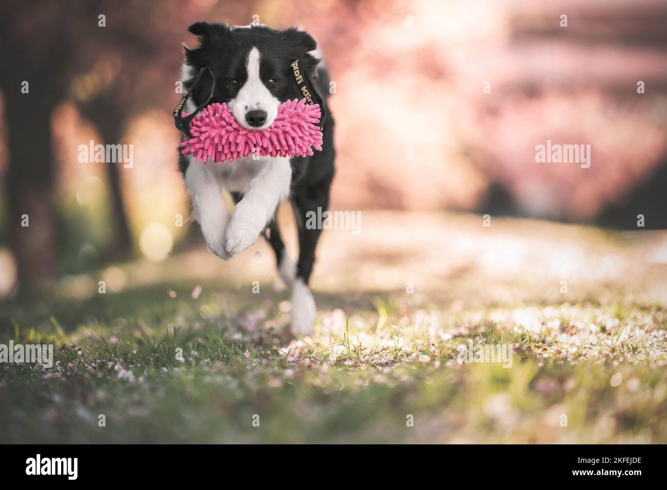 Border collie in cherry blossom Stock Photo - Alamy