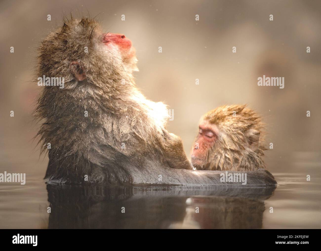 Enjoying a good grooming session. Nagano Province, Japan: THIS GRUMPY ...