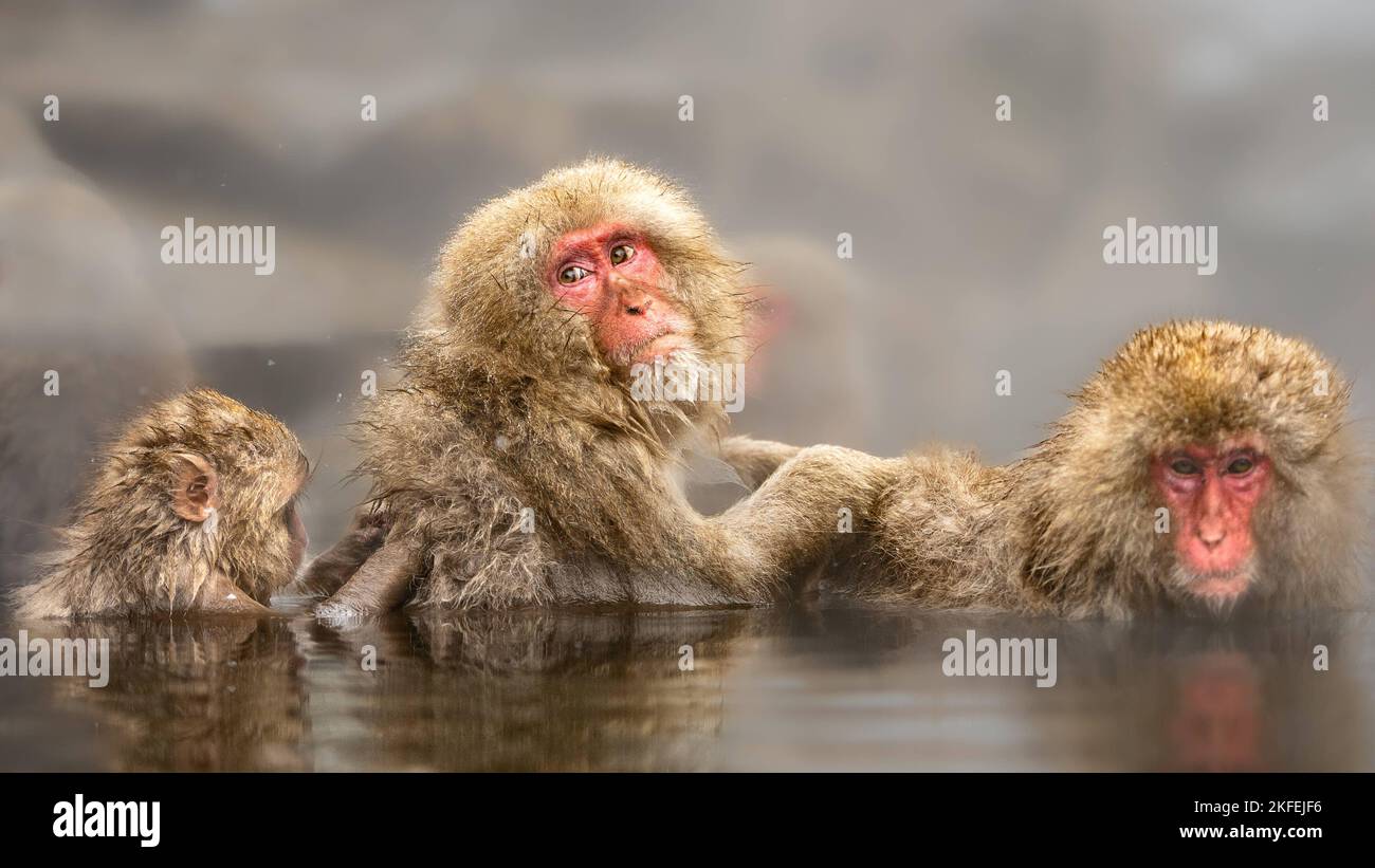 A line of grooming. Nagano Province, Japan: THIS GRUMPY monkey appeared ...