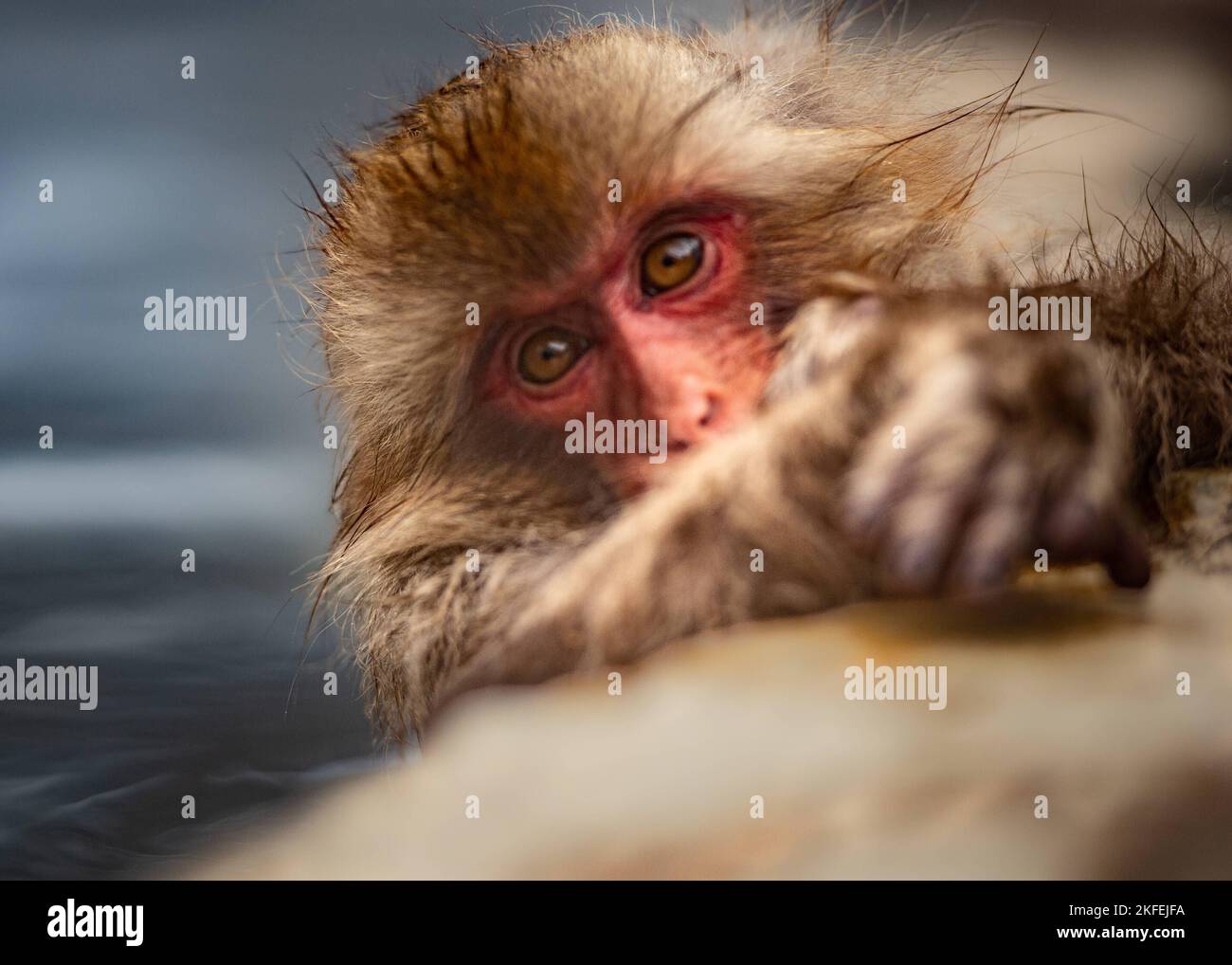 A young macaque in the bath. Nagano Province, Japan: THIS GRUMPY monkey ...