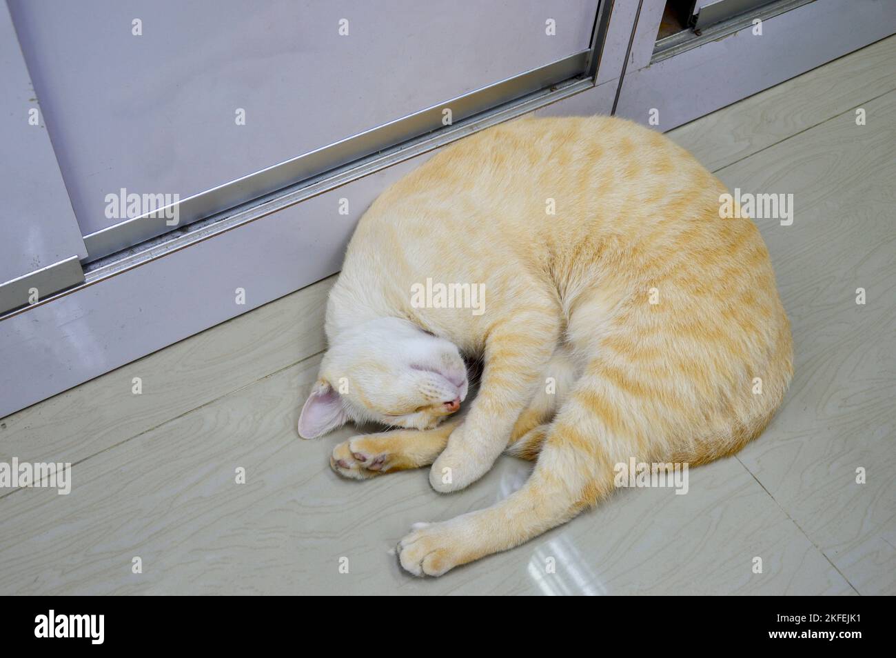 Cute kitten in lying position hi-res stock photography and images - Alamy