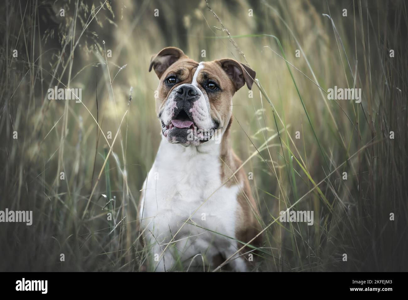 Olde English Bulldog Stock Photo - Alamy
