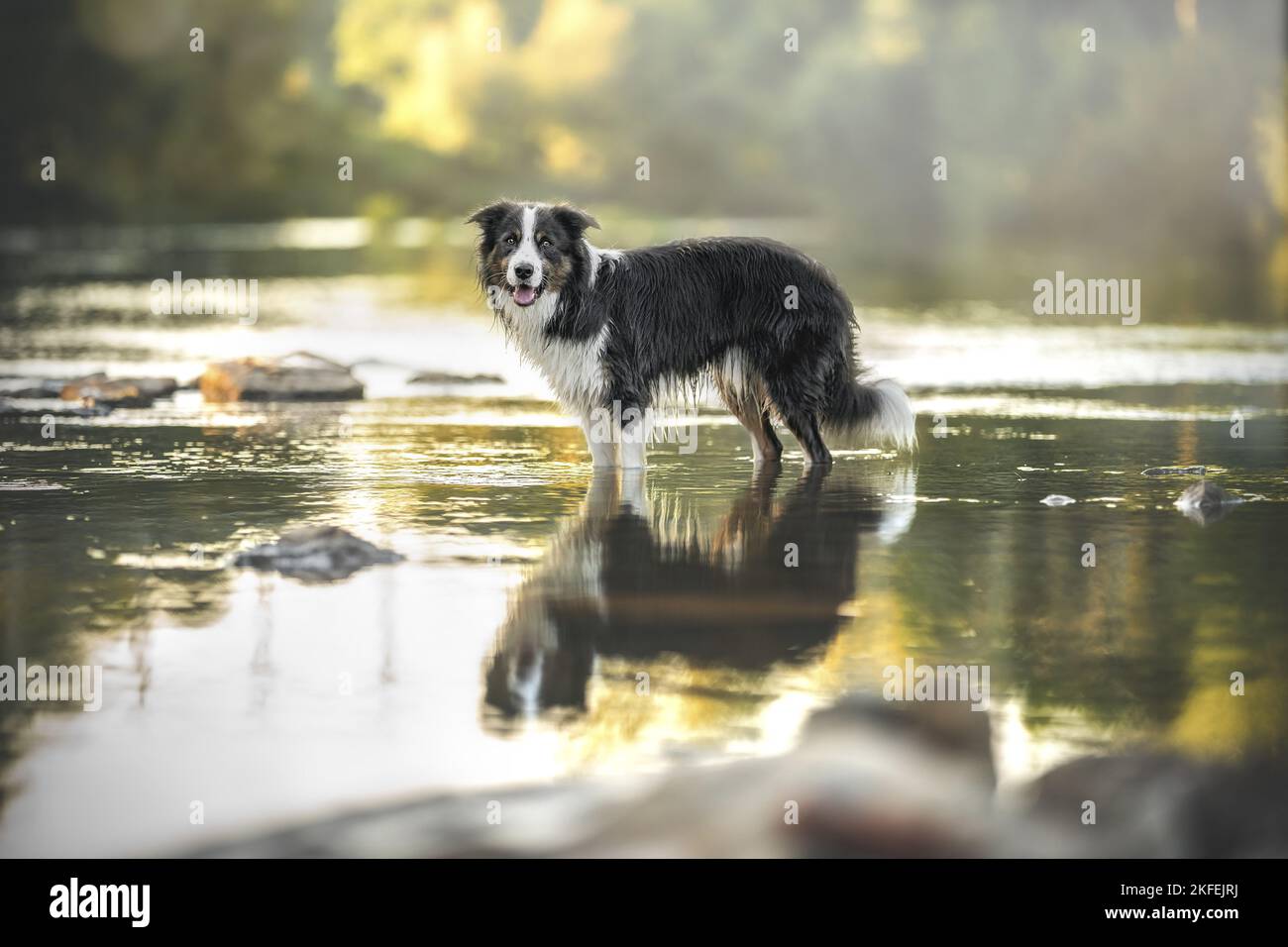 Border Collie in the water Stock Photo - Alamy