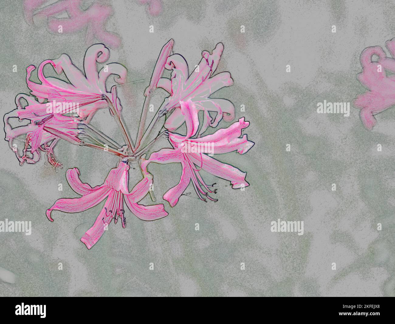 Illustrative closeup of the pale pink flower of the perennial bulbous ...