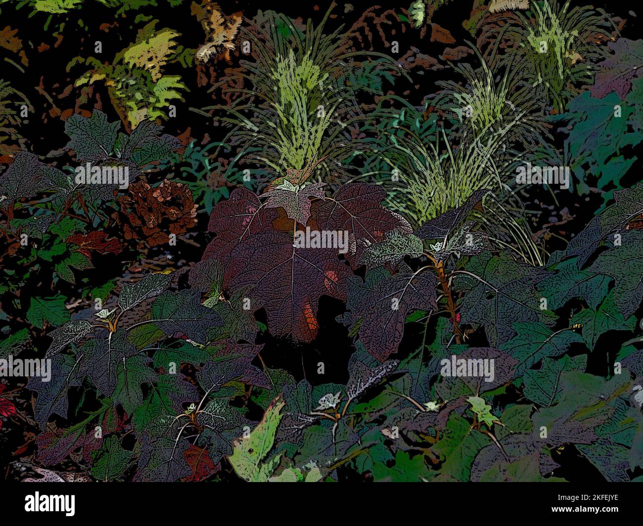 Oak leaf hydrangea harmony hi-res stock photography and images - Alamy