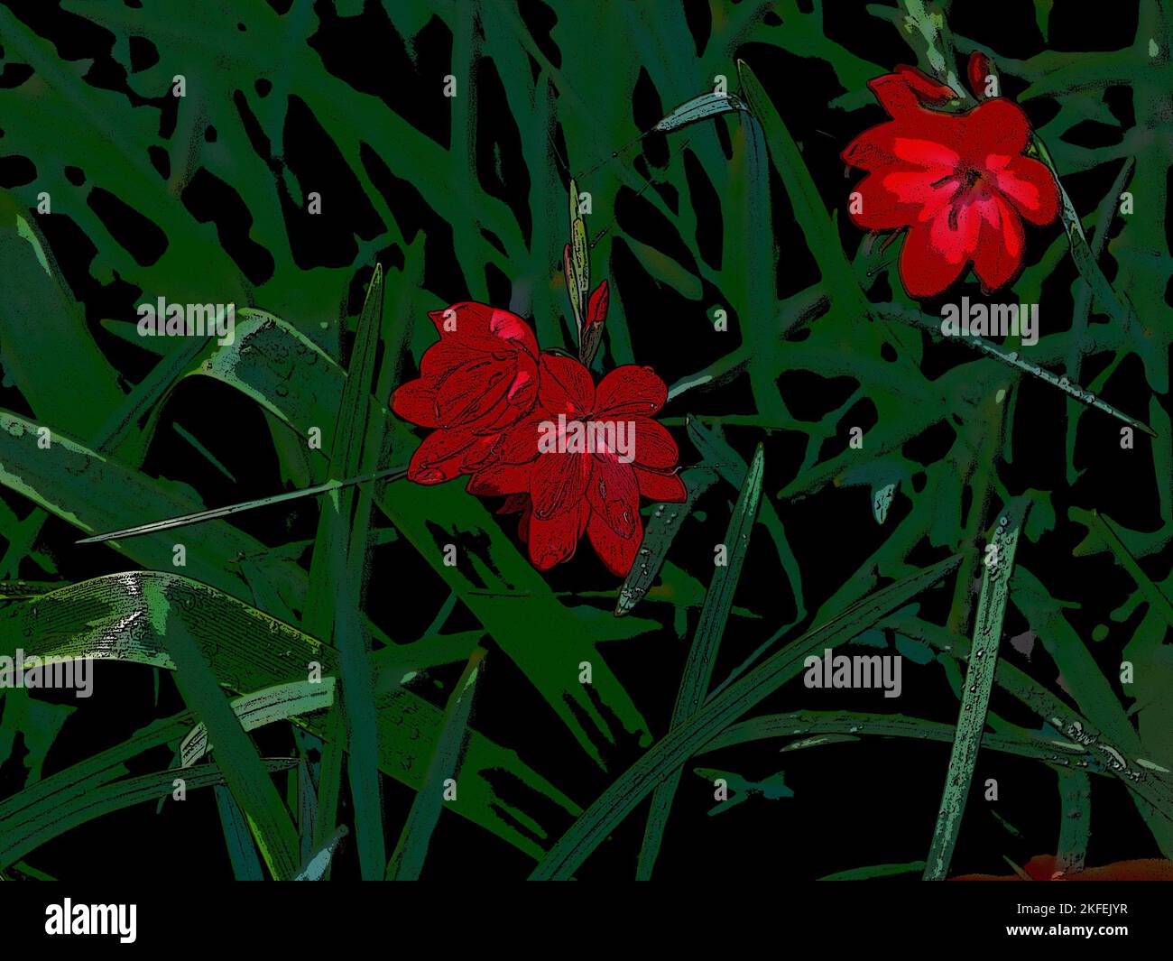 Illustrative close up of the red garden flower of hesperantha coccinea ...