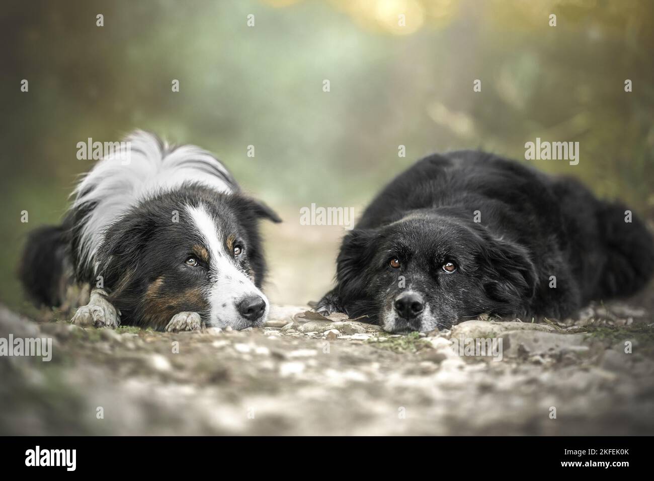 two Border Collies Stock Photo - Alamy