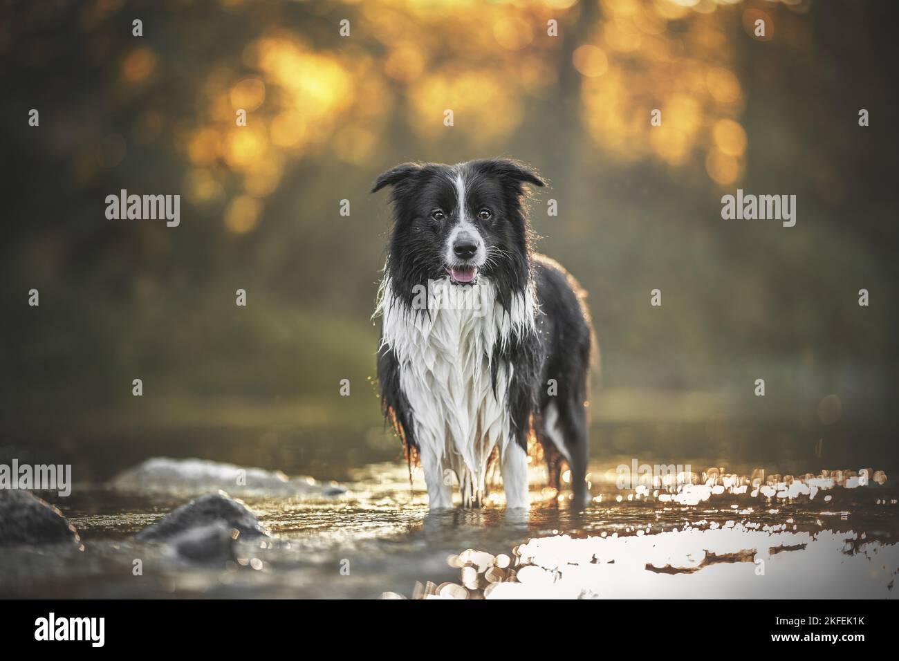 Border Collie in the water Stock Photo - Alamy