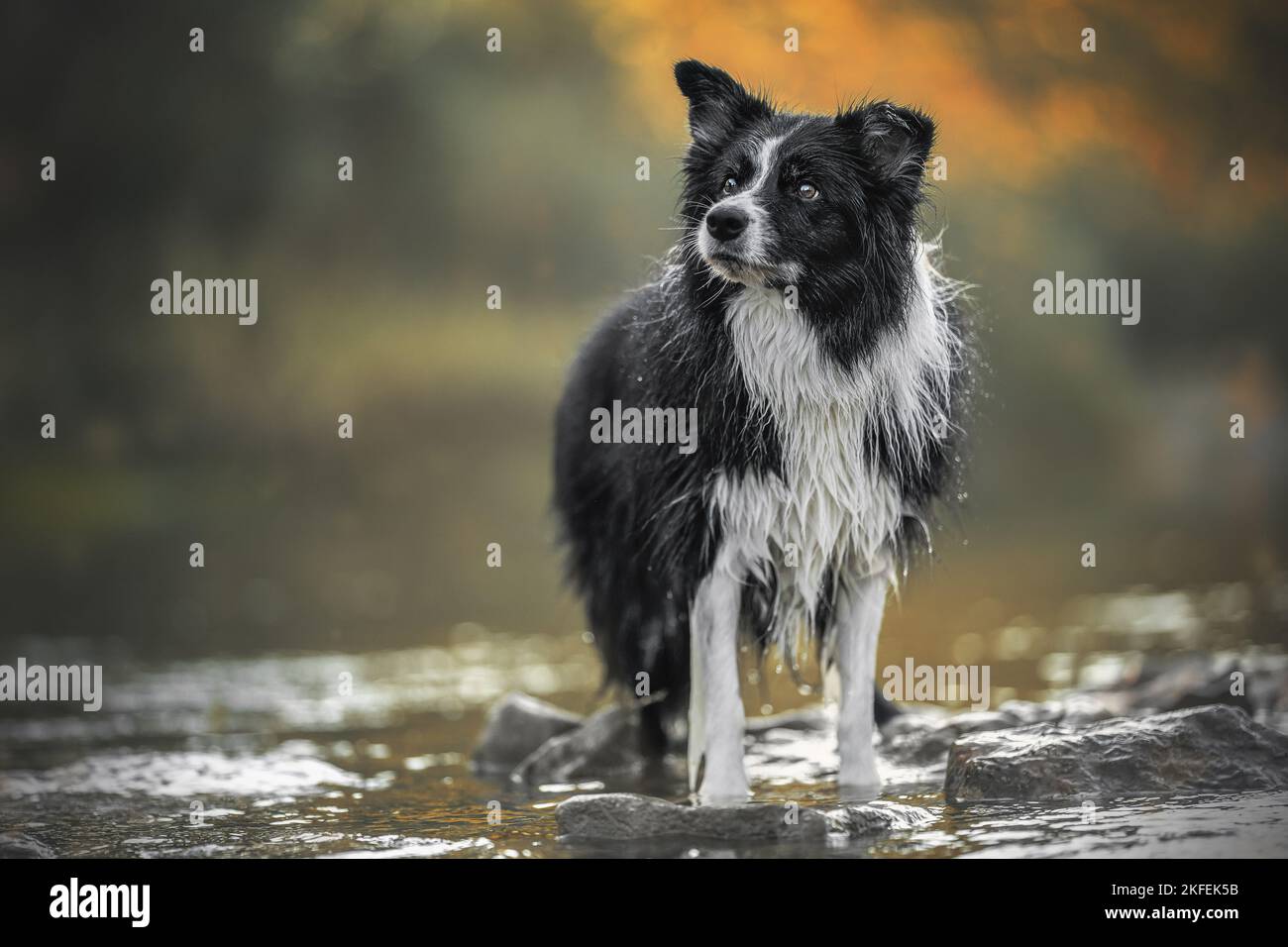 Dog wet border collie in river hi-res stock photography and images - Alamy