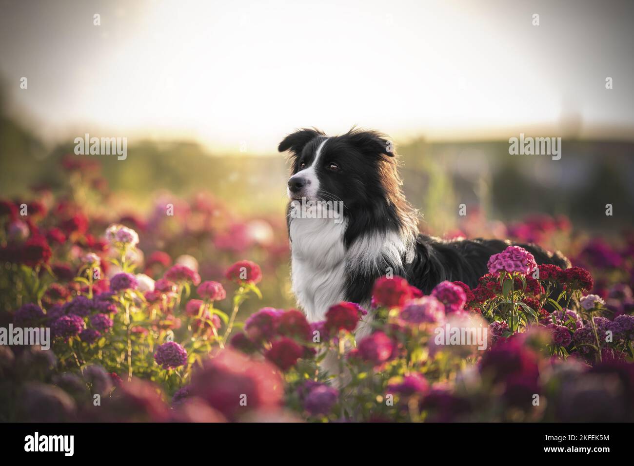Border Collie in flower meadow Stock Photo - Alamy
