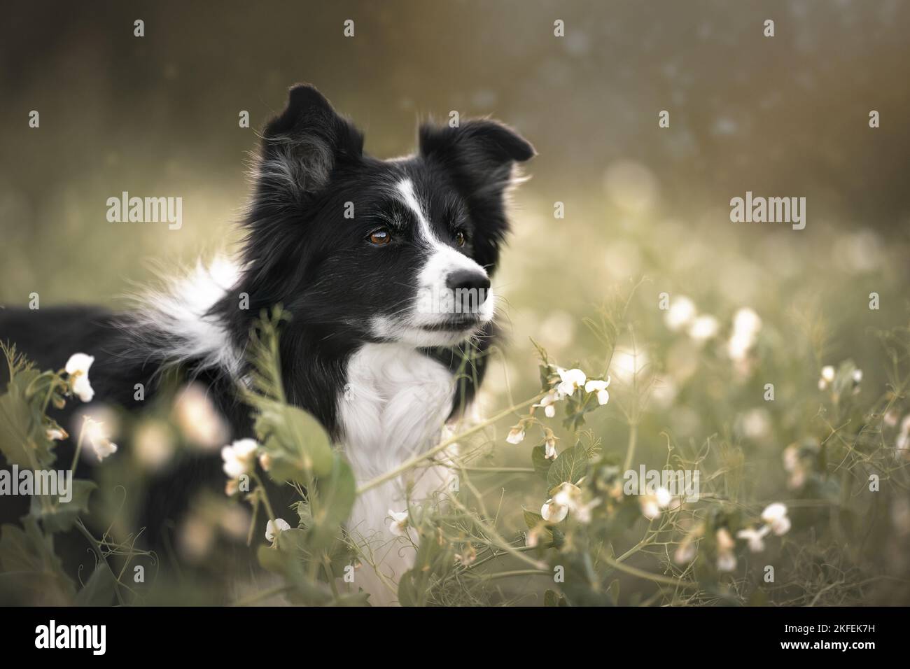Border Collie in flower meadow Stock Photo - Alamy