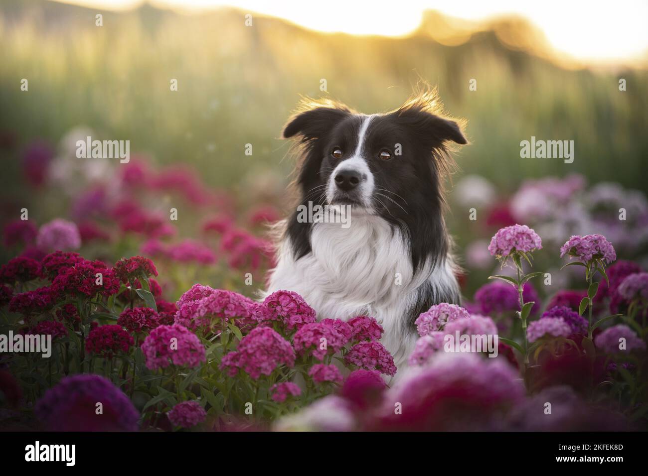 Border Collie in flower meadow Stock Photo - Alamy