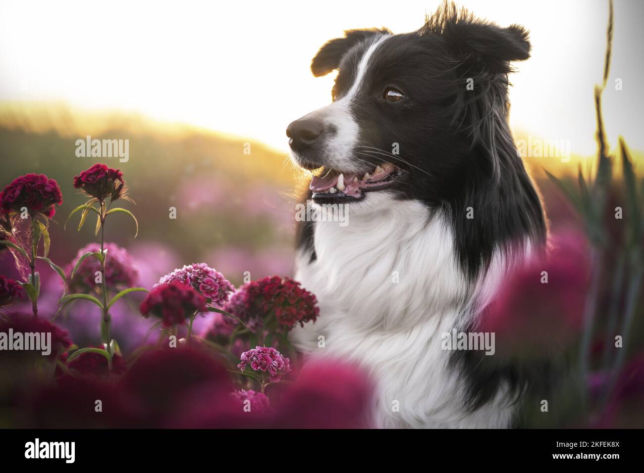 Border Collie in flower meadow Stock Photo - Alamy