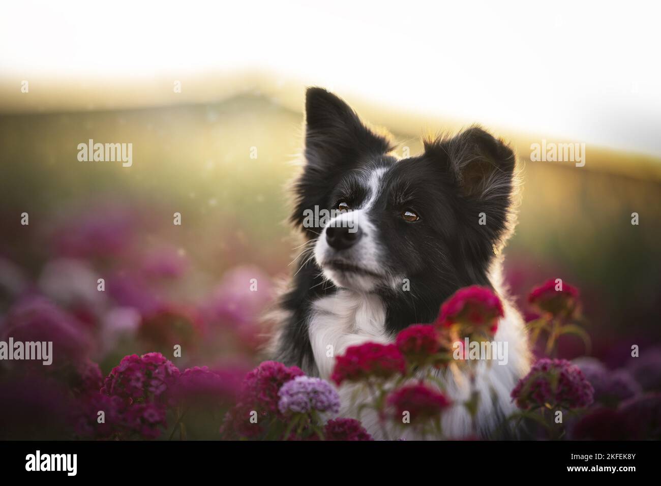 Border Collie in flower meadow Stock Photo - Alamy