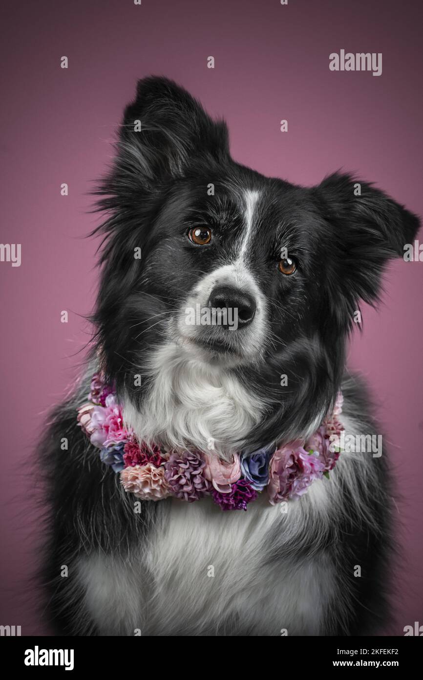 Border Collie with Floral wreath Stock Photo - Alamy