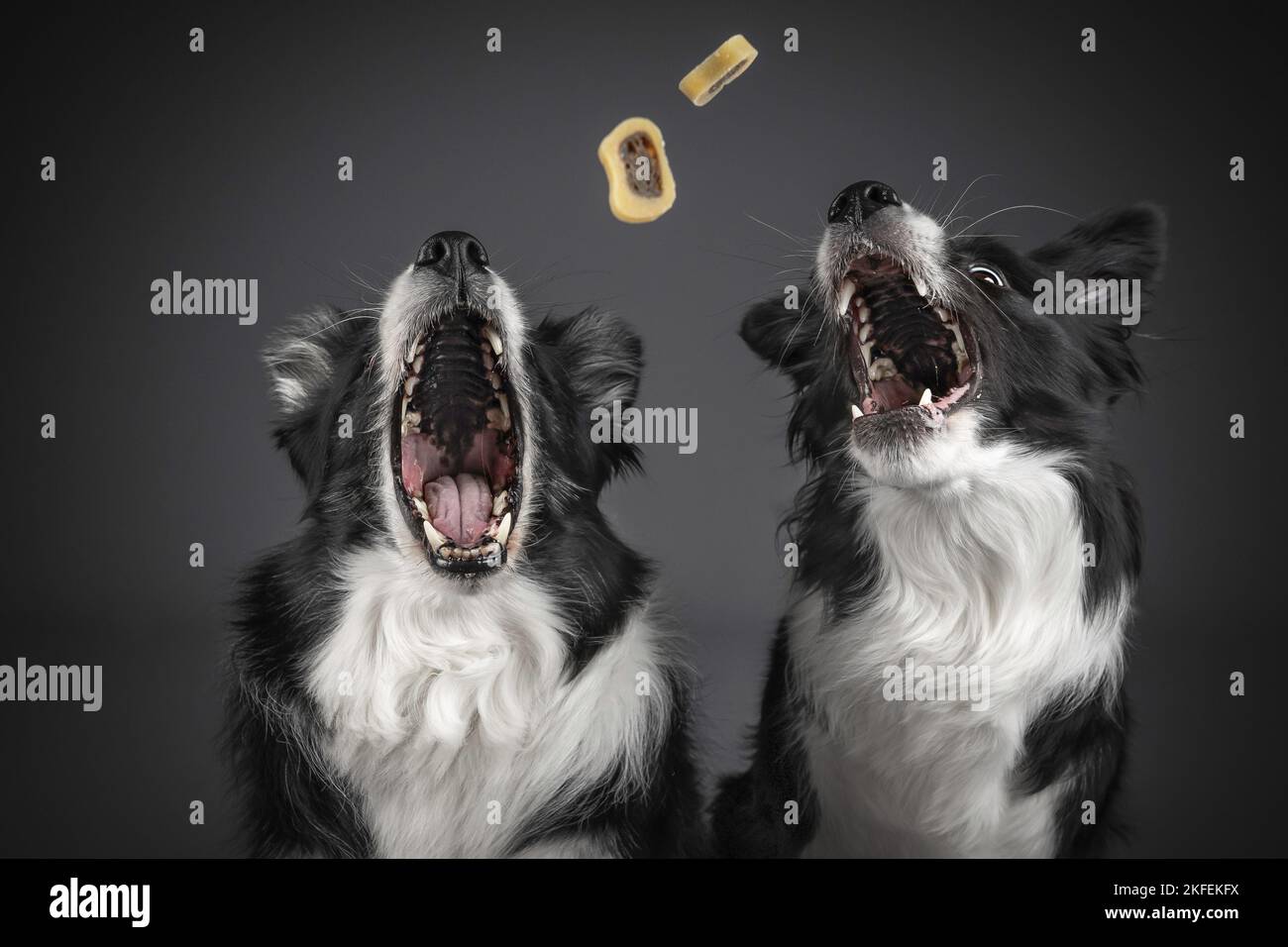 two Border Collies Stock Photo - Alamy