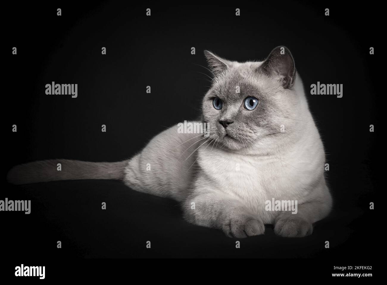 blue-point british shorthair Stock Photo - Alamy