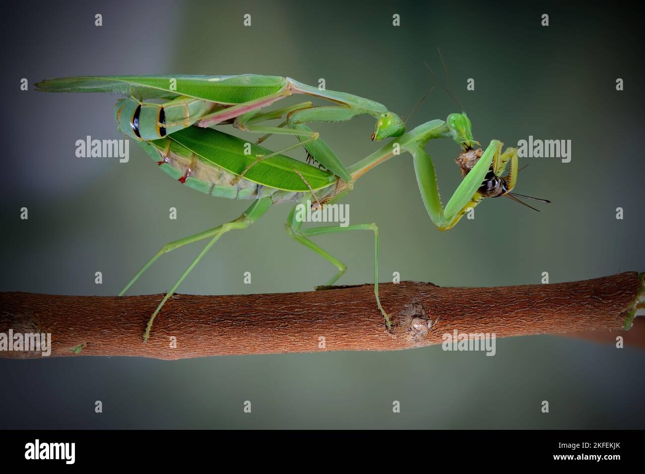 Mantis mating hi-res stock photography and images - Alamy