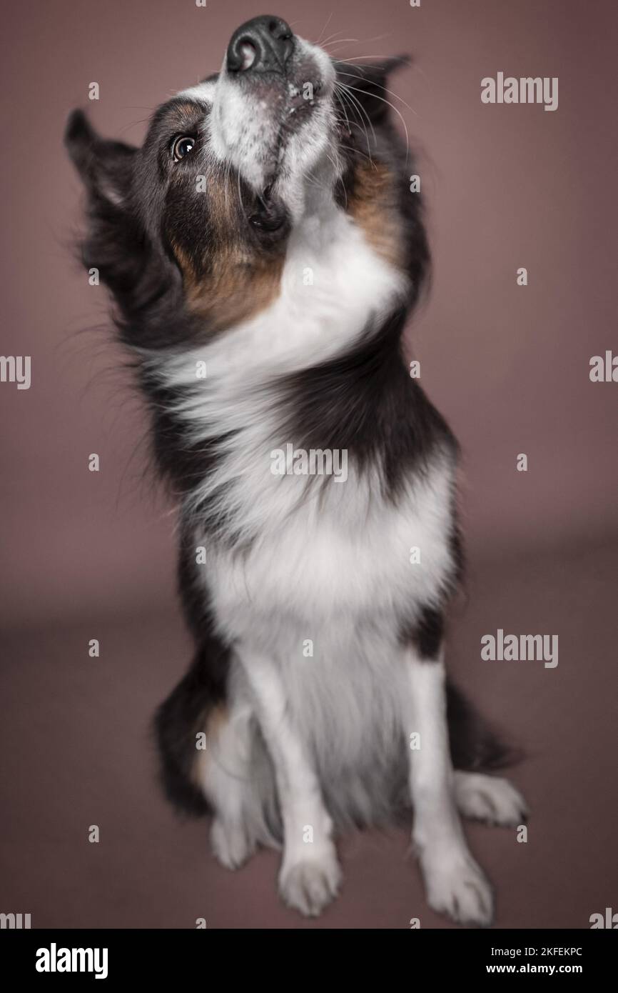 shaking Border Collie Stock Photo - Alamy