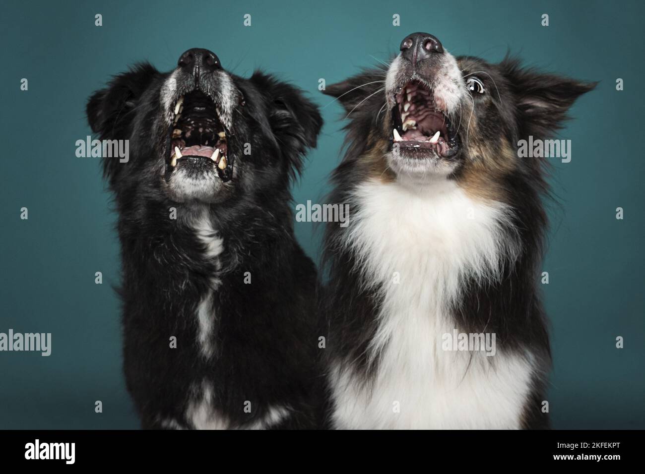 two Border Collies Stock Photo - Alamy