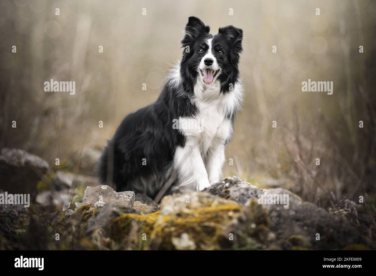 black-and-white Border Collie Stock Photo - Alamy