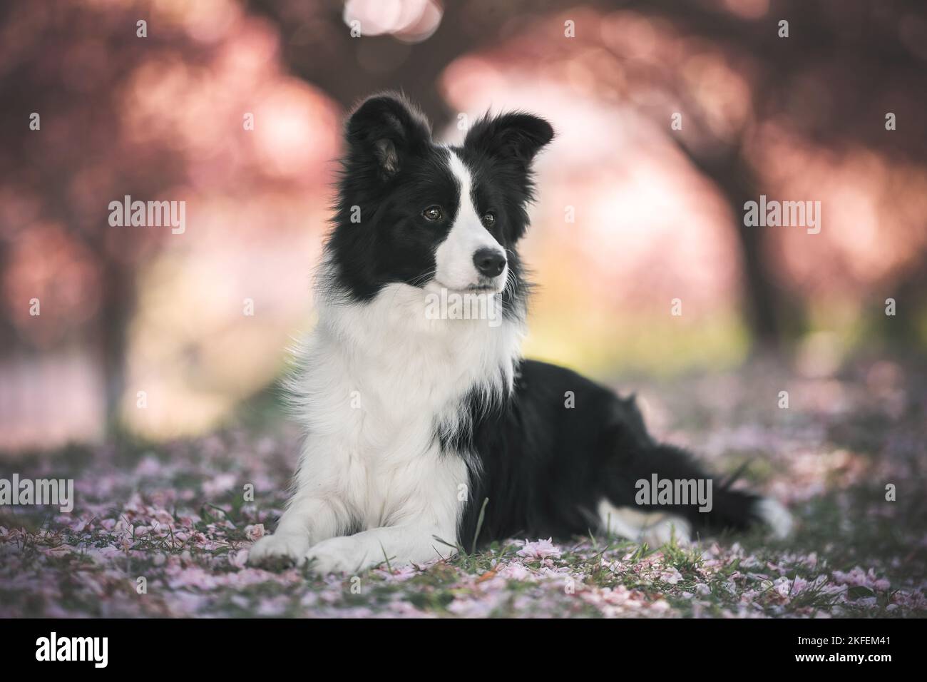 Border collie in cherry blossom Stock Photo - Alamy