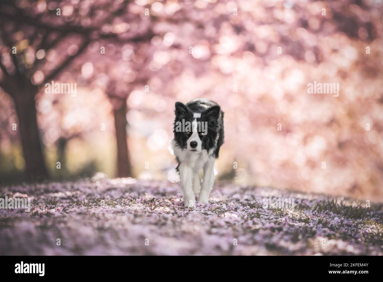 Border collie in cherry blossom Stock Photo - Alamy