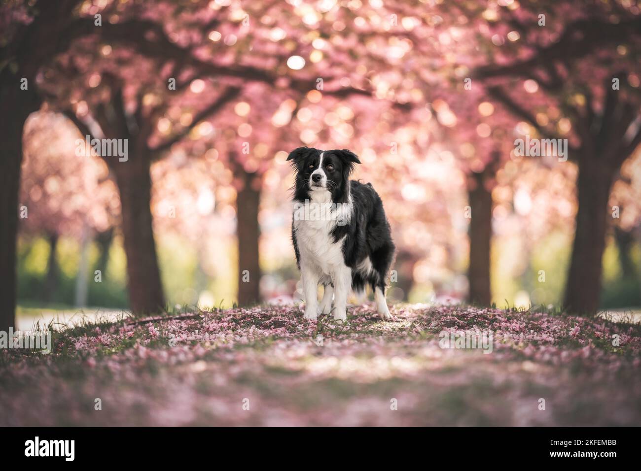 Border collie in cherry blossom Stock Photo - Alamy