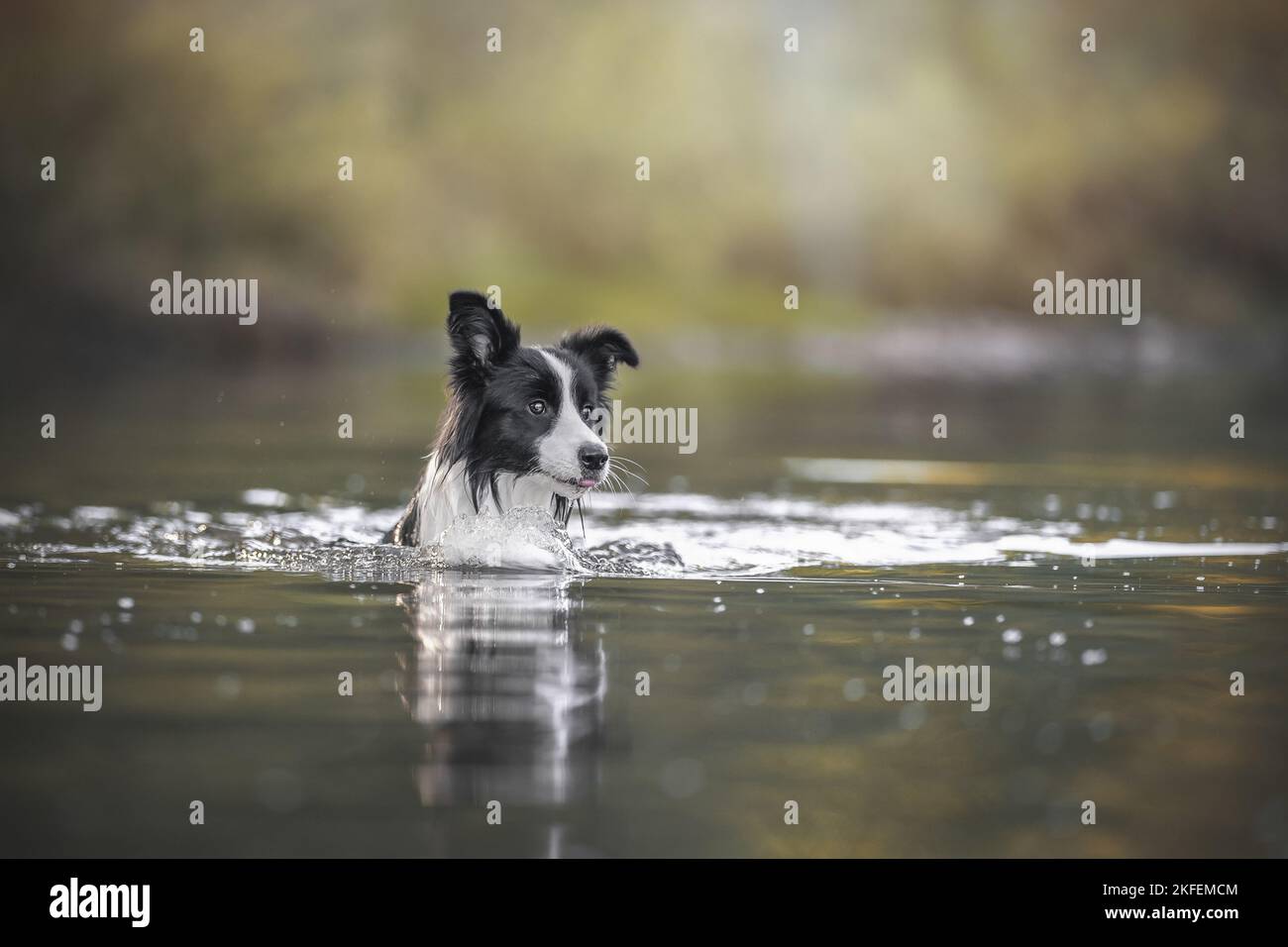 Border Collie in the water Stock Photo - Alamy