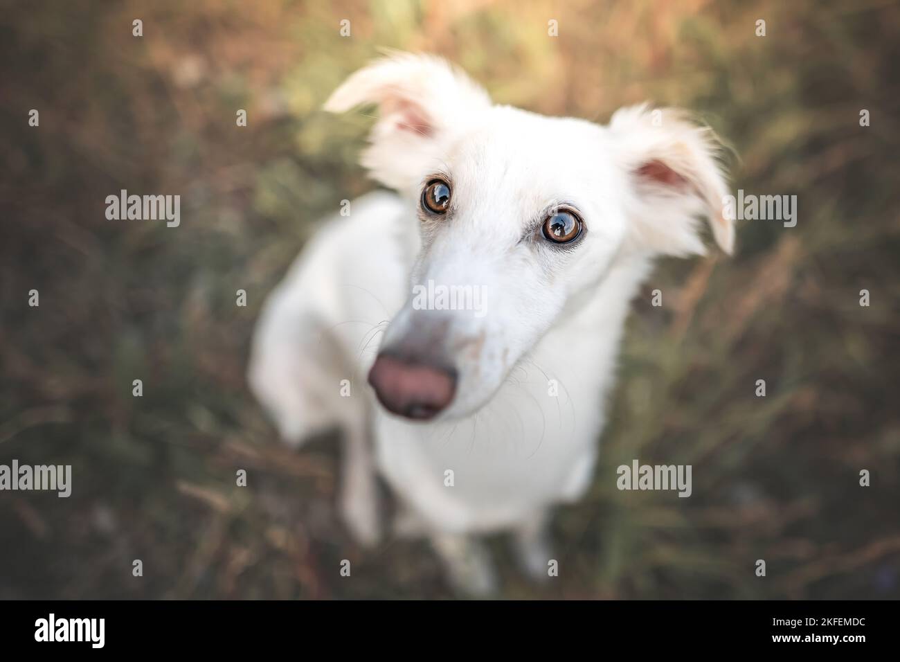 white Silken Windsprite Stock Photo - Alamy