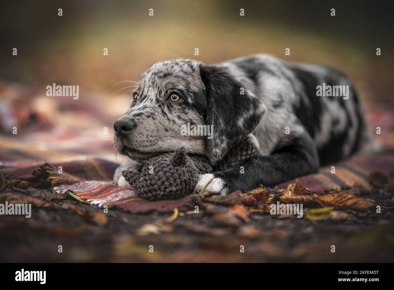 young Australian-Shepherd-Labrador mongrel Stock Photo - Alamy