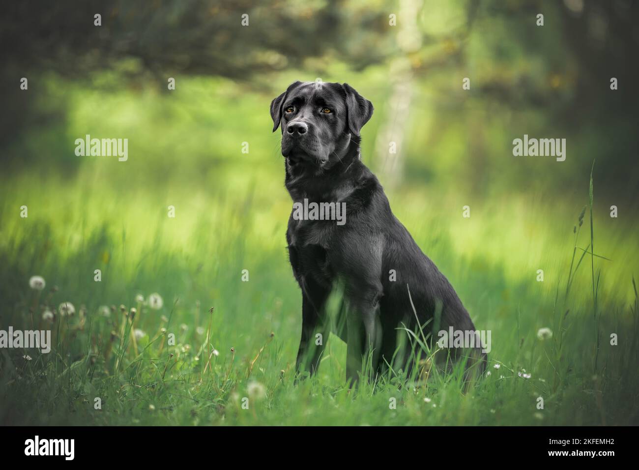 black Labrador Retriever Stock Photo - Alamy