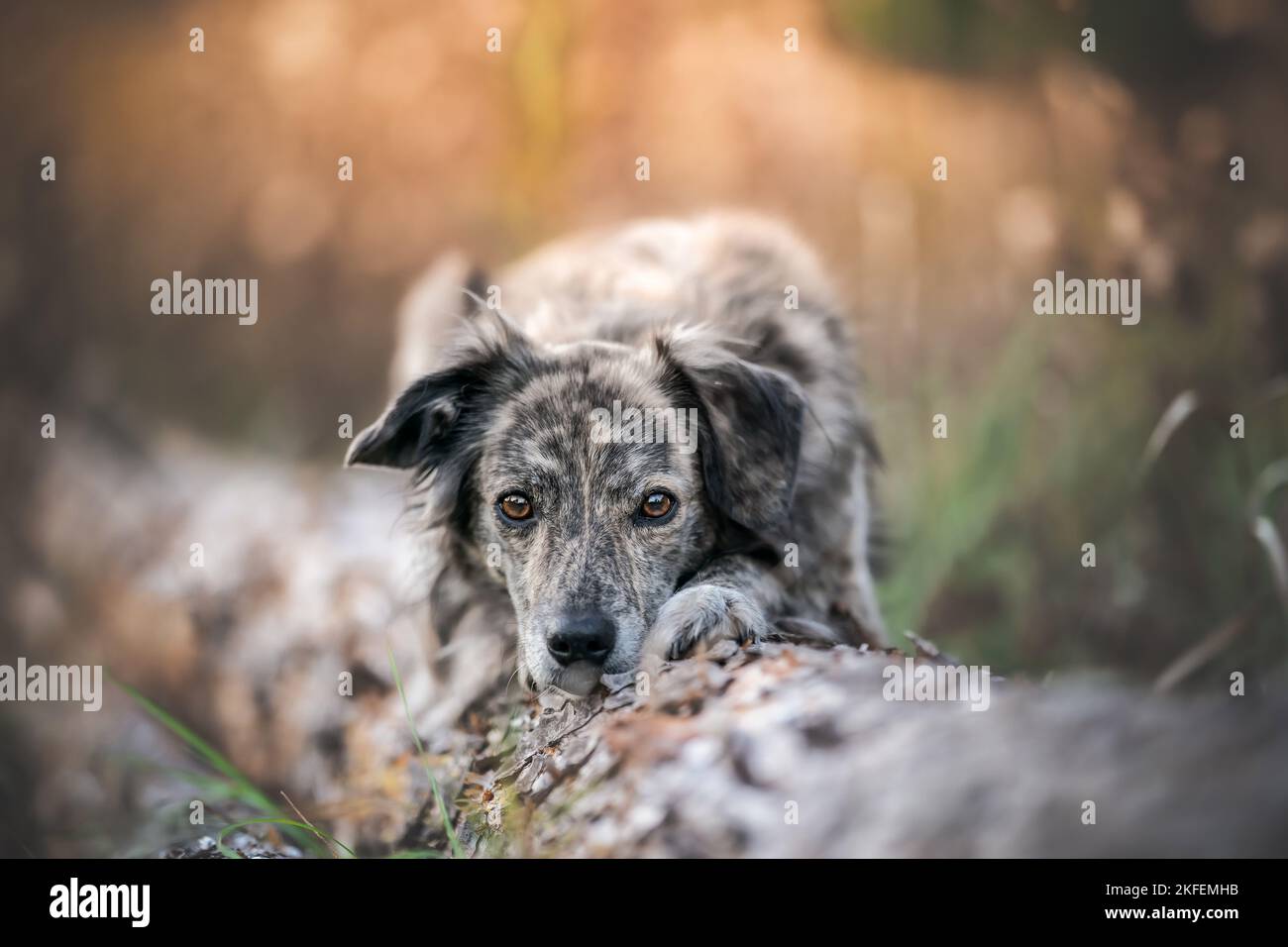 mongrel at autumn time Stock Photo - Alamy