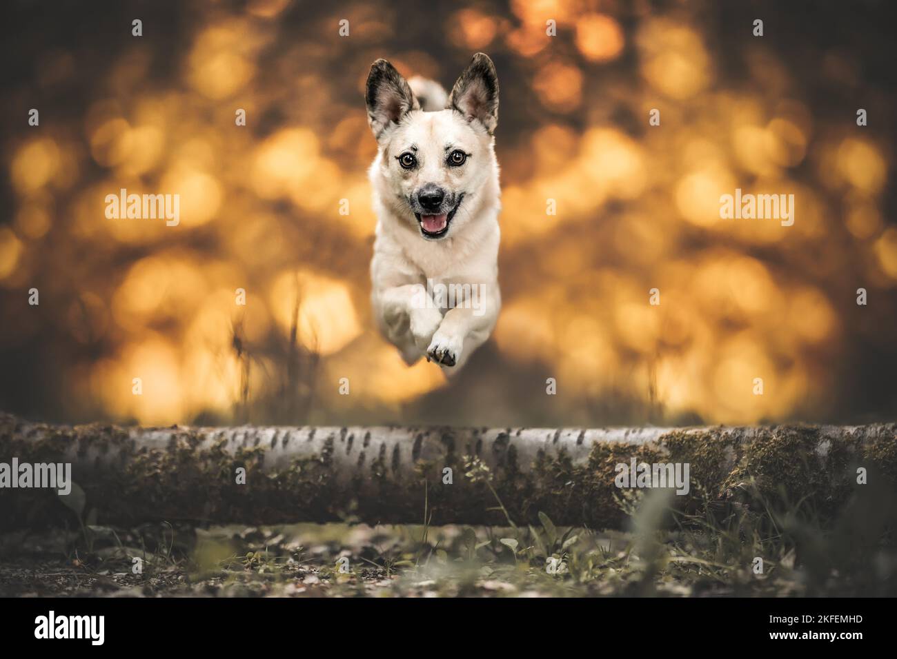 mongrel at autumn time Stock Photo - Alamy