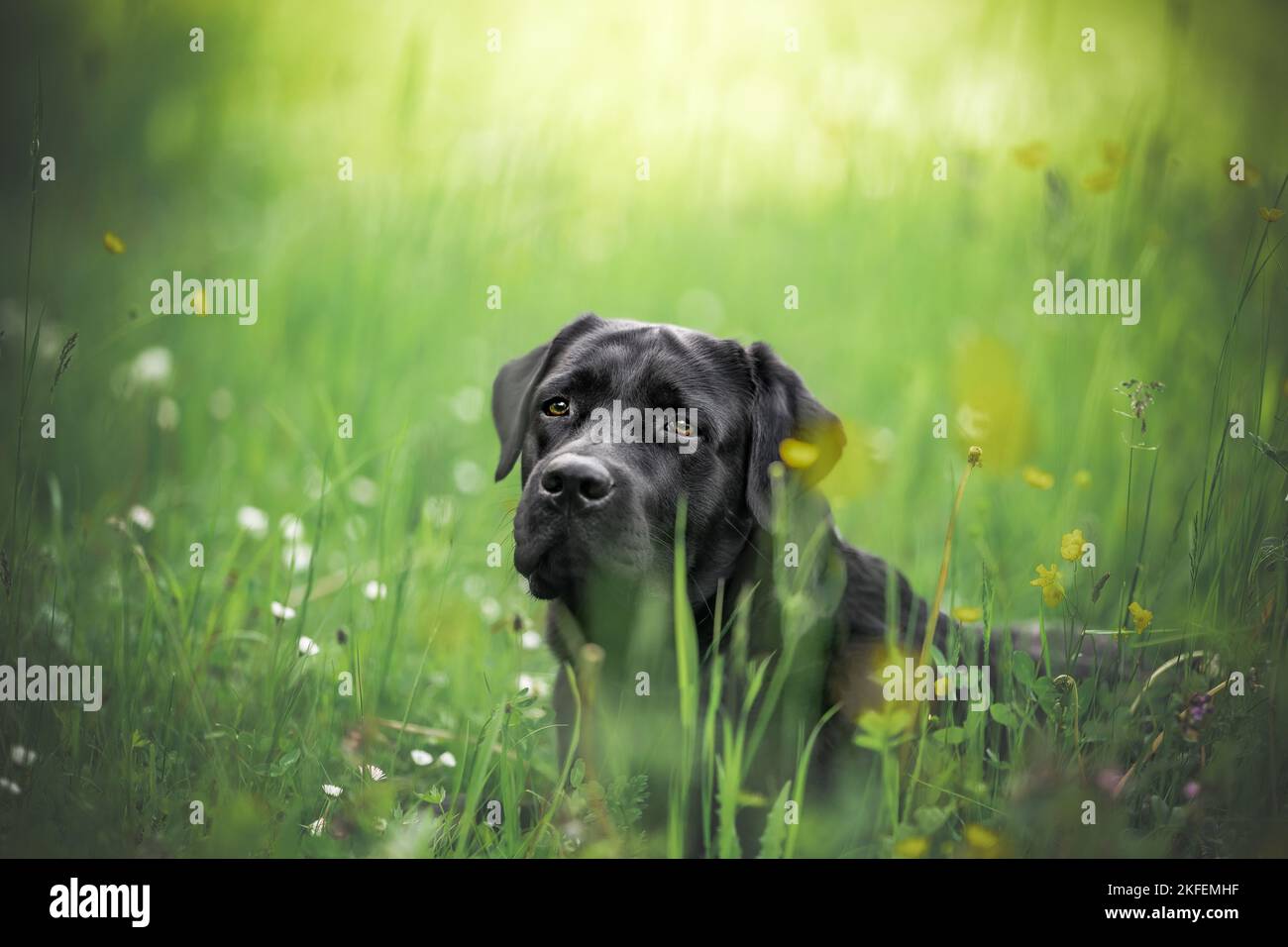 black Labrador Retriever Stock Photo - Alamy